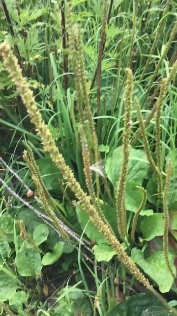 Ленинградская область. Хвойное. 12.07.2024. Растение-подорожник в семенах