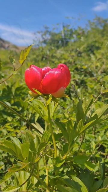 Kosovski božuri Srbija #naturewalk #flowers #live #travel #naturetherapy #mountains #planine #peon