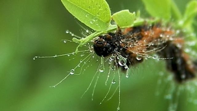 Доминутки ))) L. Beethoven. `Ode Of Joy`