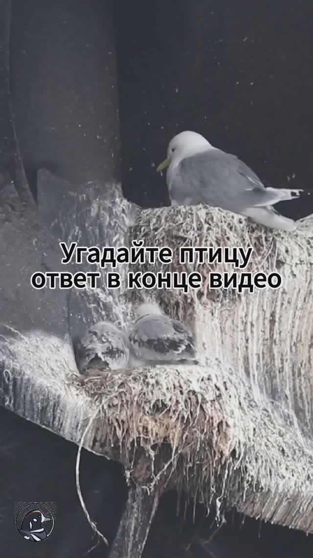 Птицы России - Загадка 27