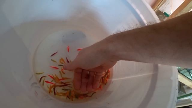 Замкнутый круг с Данио 🤷