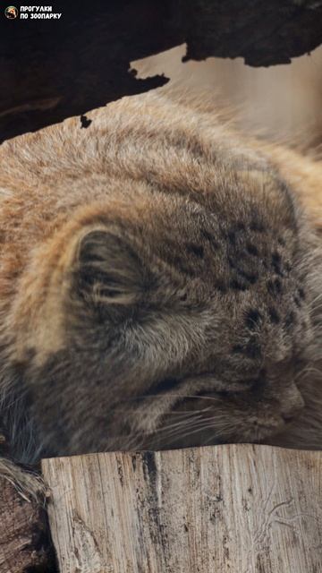 Манул Намика умывается. Ленинградский зоопарк