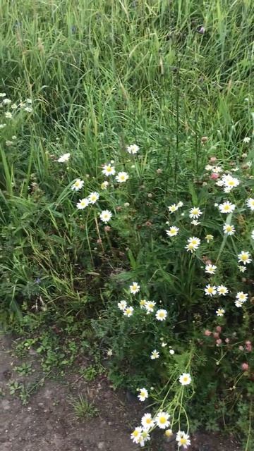 Ленобласть. Хвойное. 12.07.2024. Растение-ромашки, многоцветие