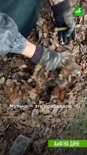 Что делать с листьями на участке? Полезные советы для дачников