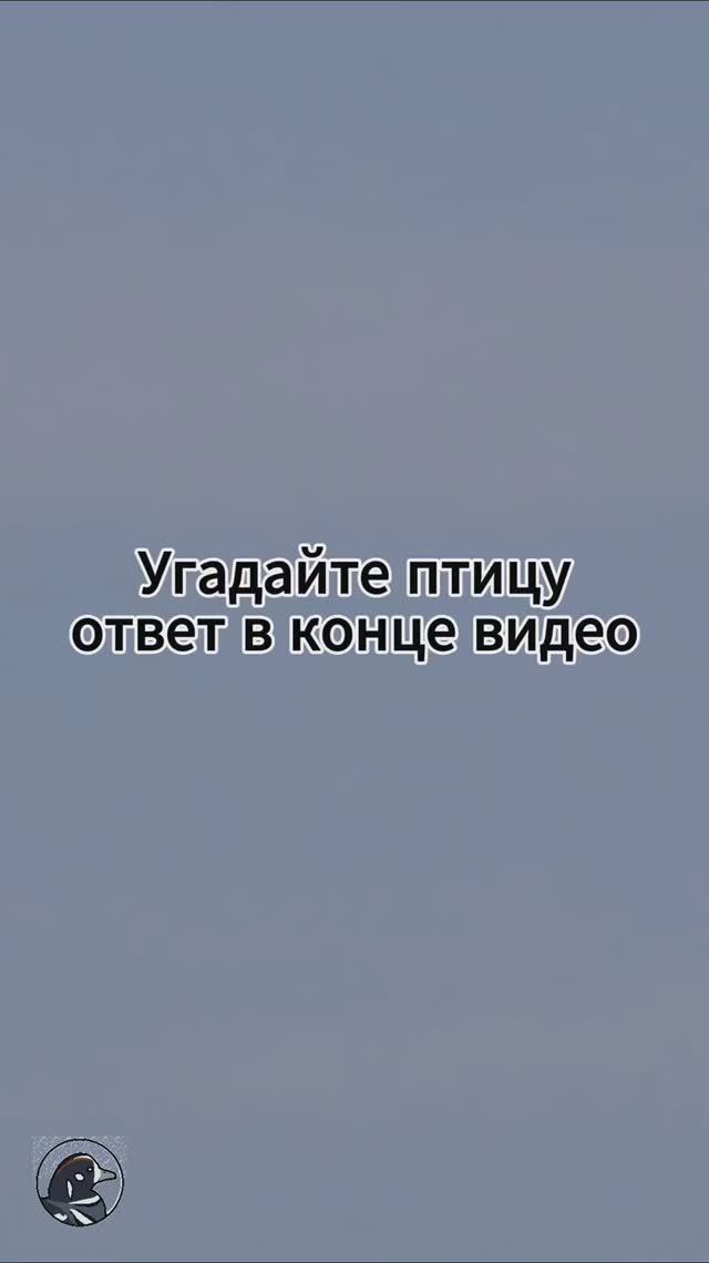 Птицы России - Загадка 26