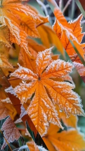 С пятницей. Музыкальная открытка пожелание.