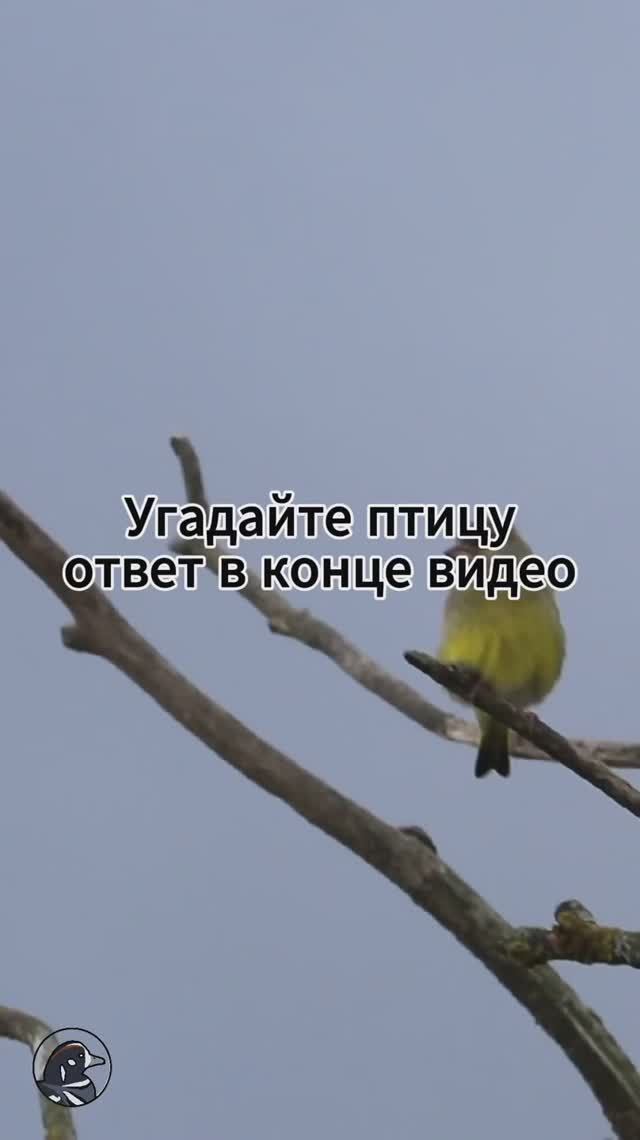 Птицы России - Загадка 13