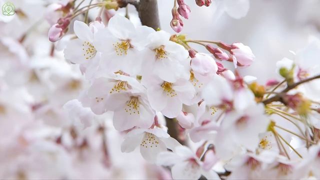 Исцеляющая музыка для сердца и души 🌿 Снятие стресса и внутреннее спокойствие #3