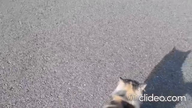 Мы с кошкой гуляем и весело проводим время.