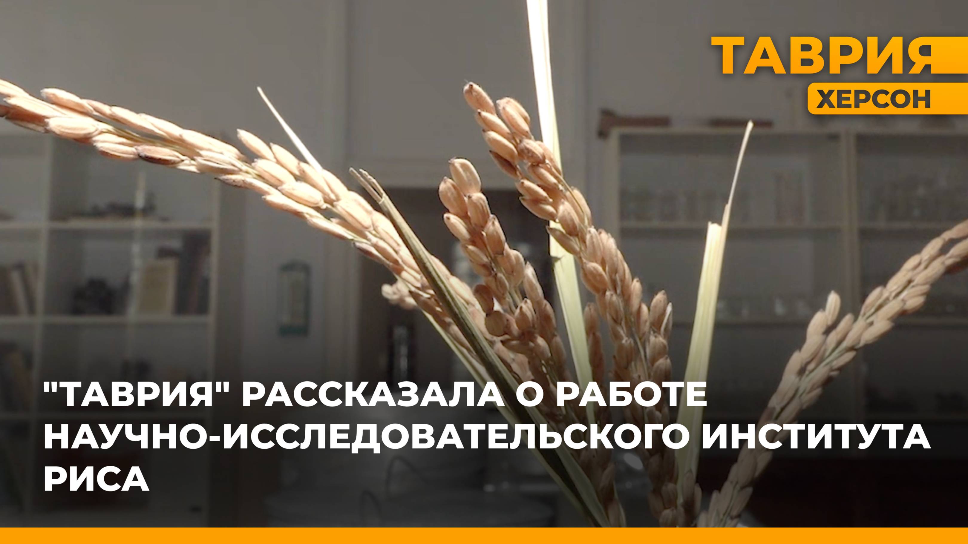 Журналисты "Таврии" рассказала о работе Научно-исследовательского института риса