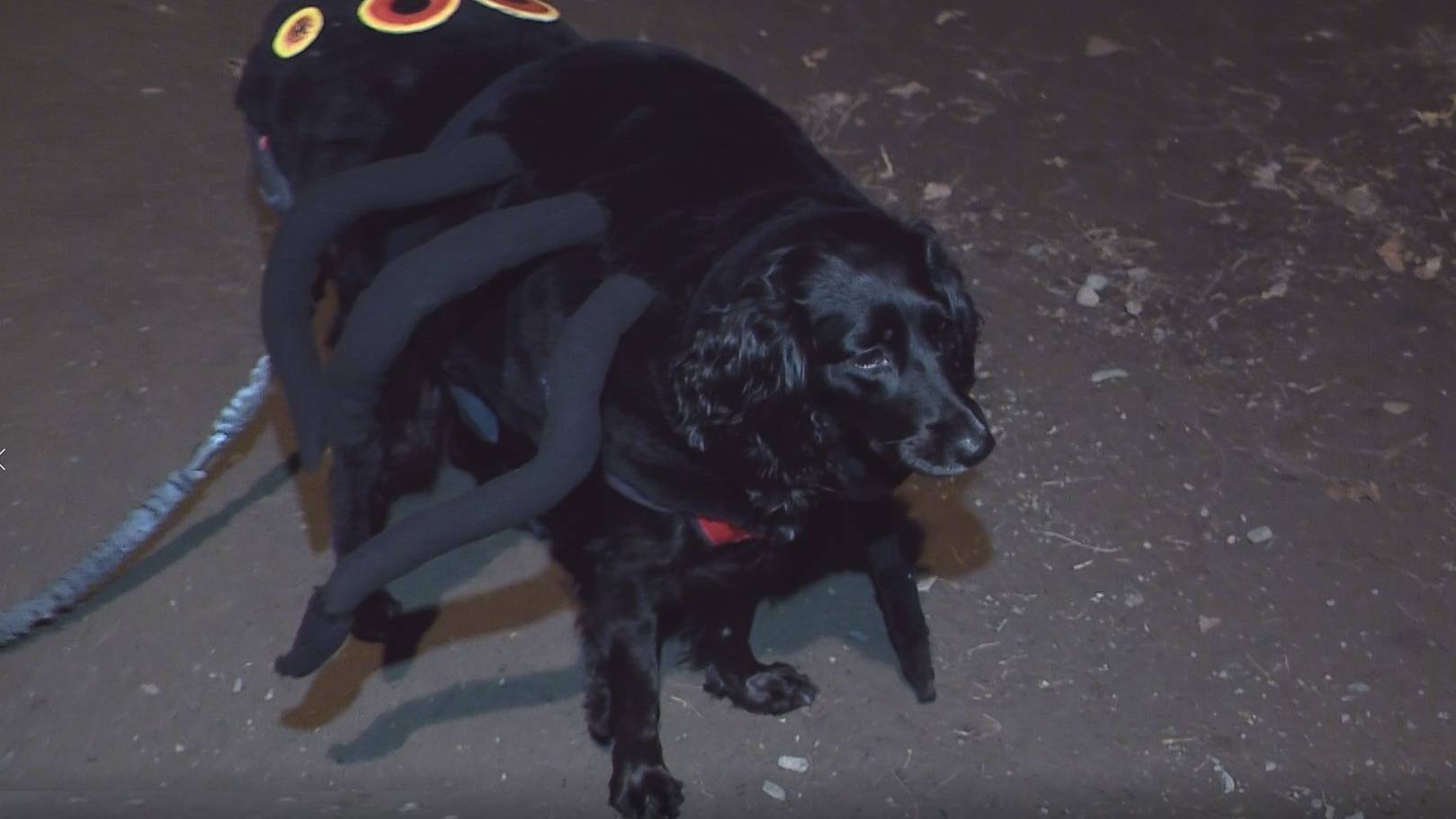 В костюмах наперегонки - в программе Дело ведёт Мур-р-р"