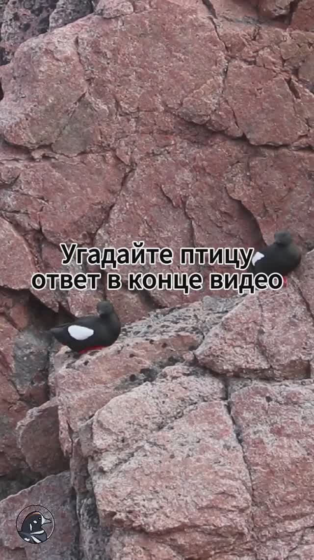 Птицы России - Загадка 18