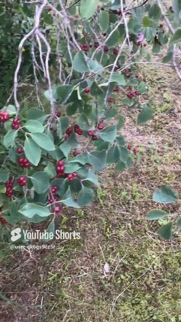 Ленинградская область. Хвойное. 12.07.2024. Растение-созревшие плоды волчьей ягоды