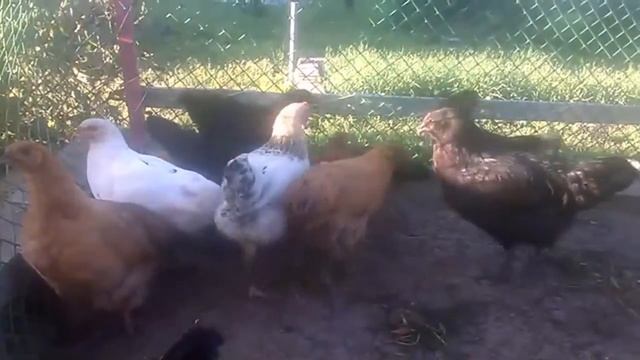 АРХИВ  2016г.   КУРОЧЕК🐓🐓🐓 Кормим ЕДОЙ!!!👍👍👍🙂