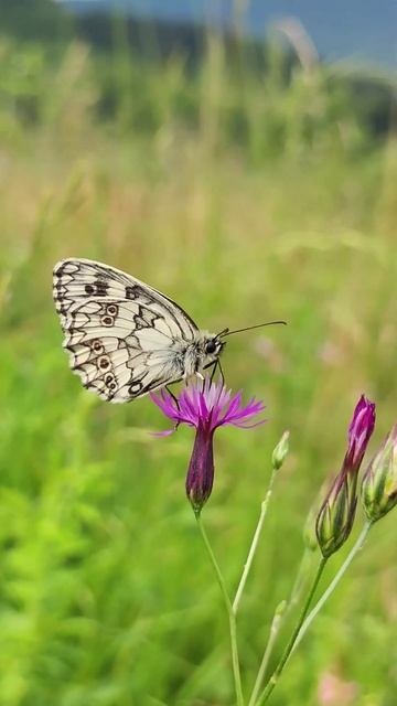 Leptiri. Butterflies.Природа Сербии.Serbia #naturewalk #live #wildlife #naturetherapy #naturelovers