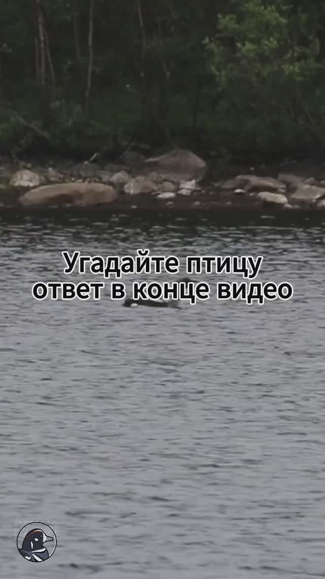 Птицы России - Загадка 19