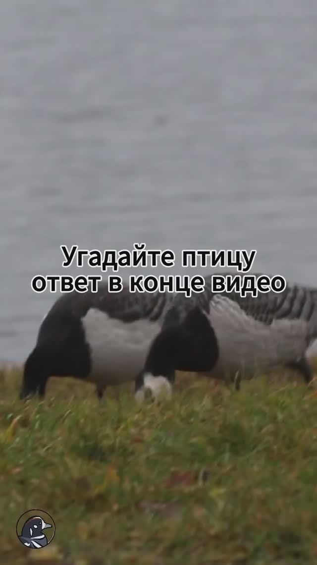 Птицы России - Загадка 11
