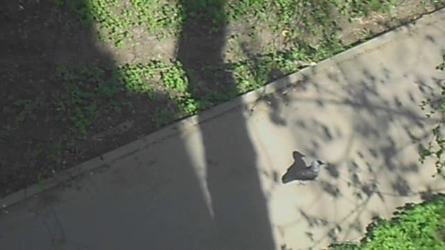 Без звука. Галка на асфальте. 514454.  DSCN6283