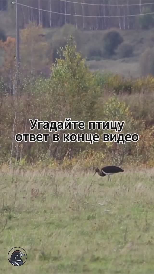 Птицы России - Загадка 17