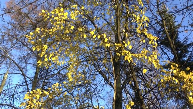 7 "Вечерний звон" (народный). Слова Козлова. Дмитрий Степанович