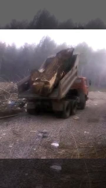 Камаз 5511 вываливает большое дерево / Kamaz 5511