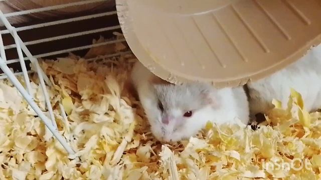 обычная жизнь хомяков🐹🐹 Лиля с хомяками🐹🐹