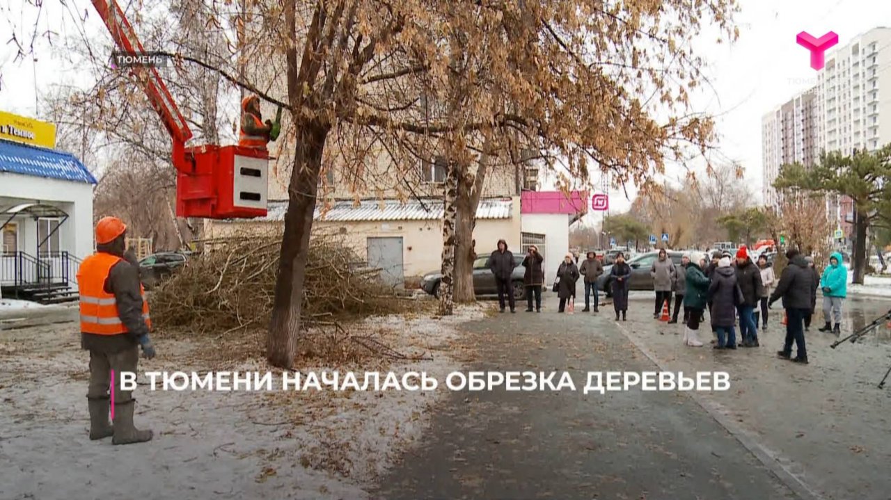 В Тюмени началась обрезка деревьев