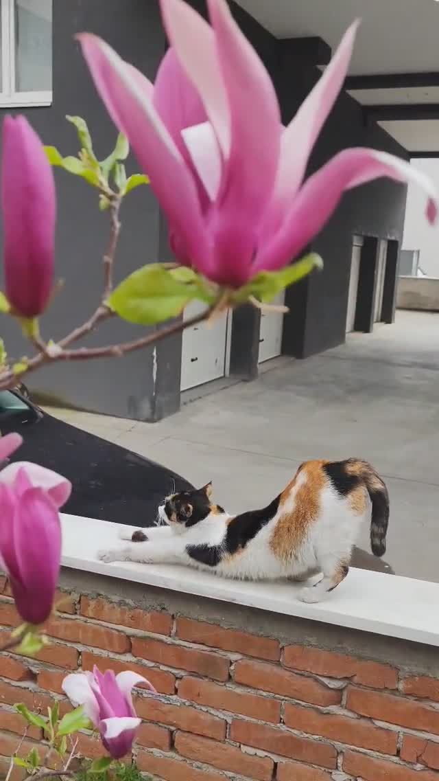 Грациозная кошка в магнолиях #природа #все цветет