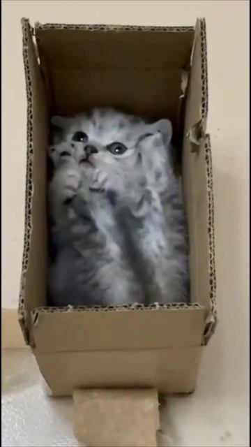 Смешные коты #90-1