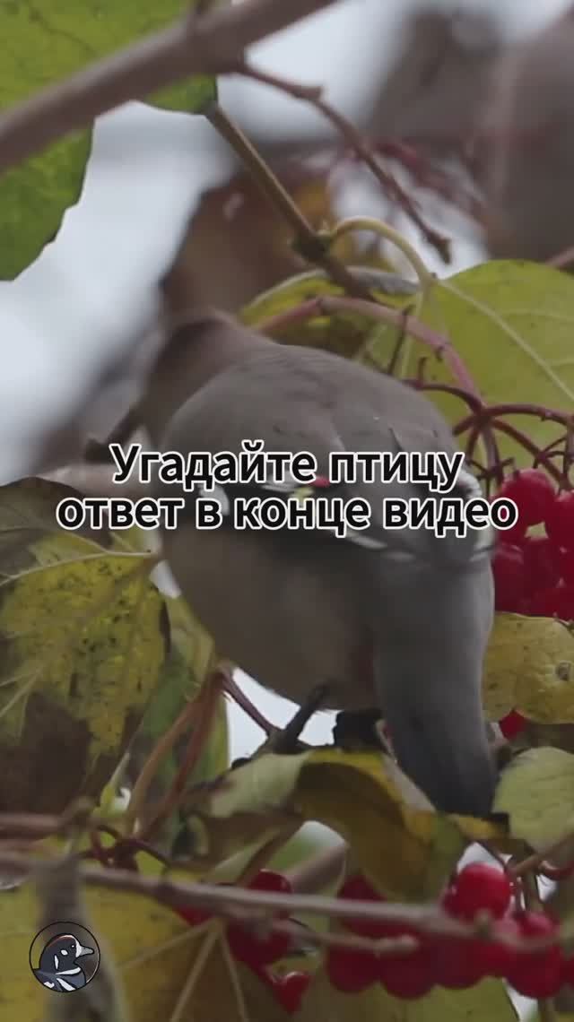Птицы России - Загадка 12