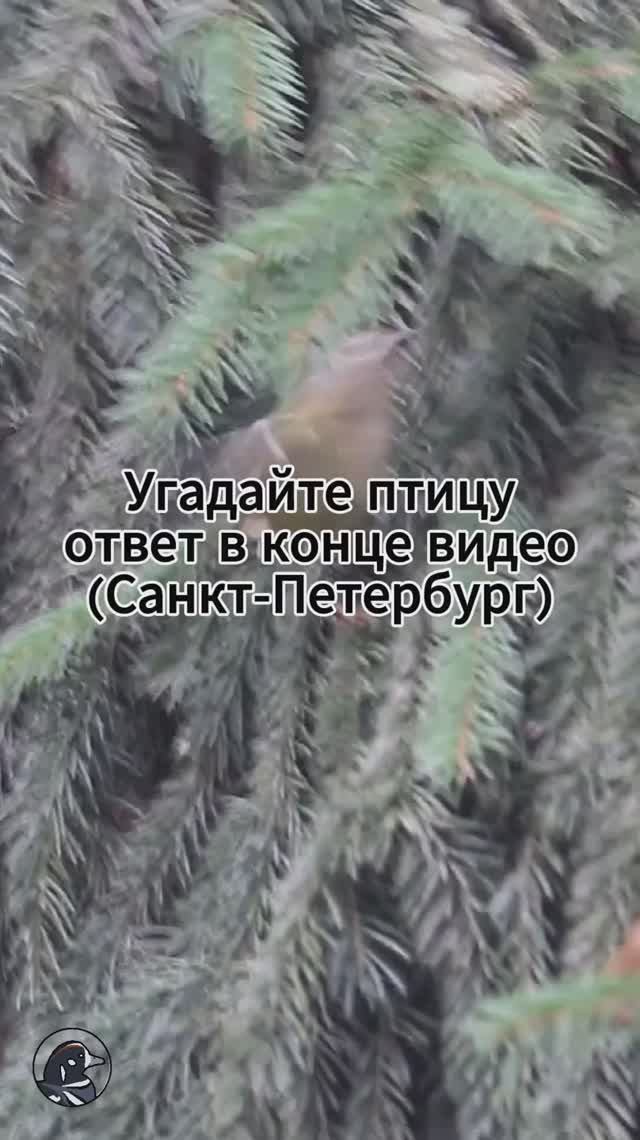 Птицы России - Загадка 10