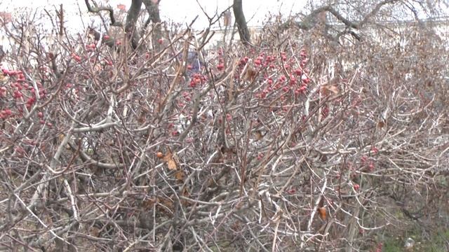 4 С. Рахманинов, А. Кольцов. "Два прощания". Дмитрий Степанович и Евгения Малеева