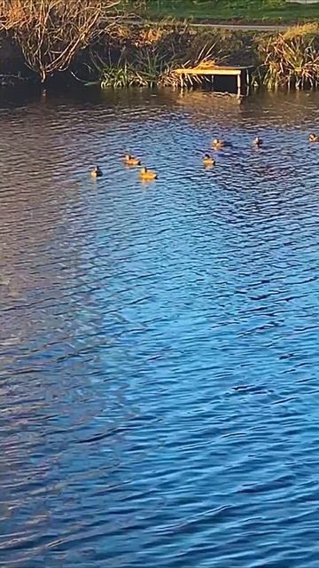 Утки в родной стихии