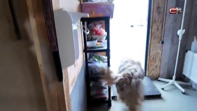 В Сургуте волонтеры шьют носки из собачьей шерсти для бойцов СВО