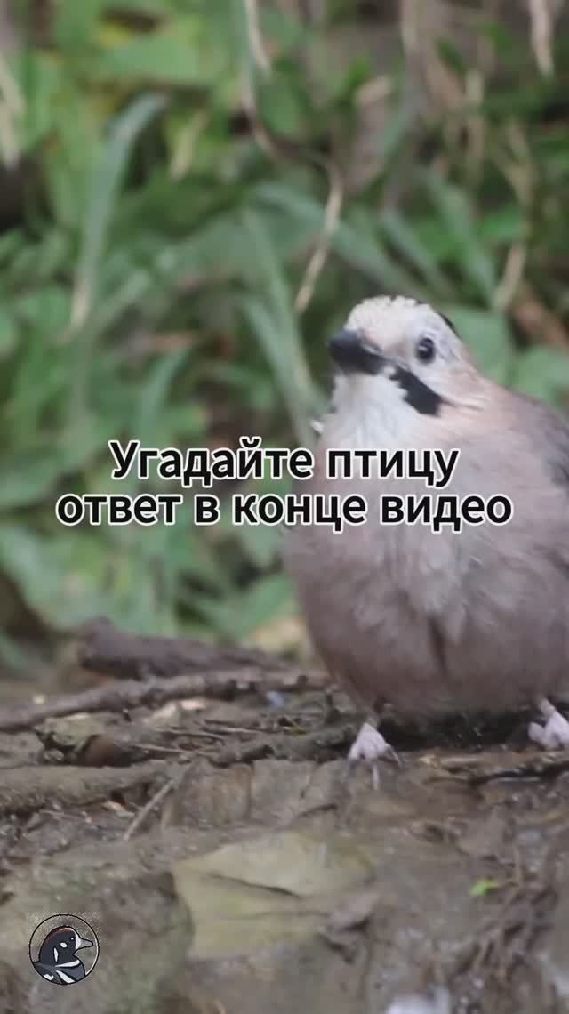 Птицы России - Загадка 15