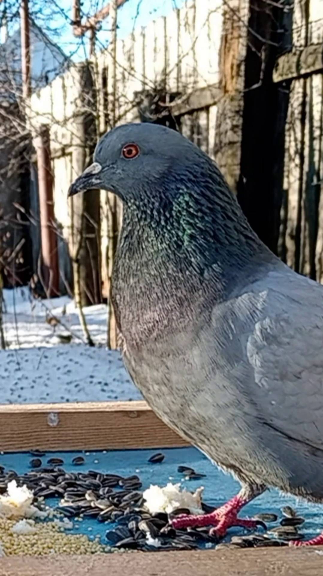 Голубь на кормушке