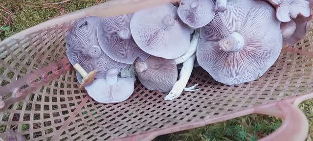 Грибы в ноябре. Рядовки фиолетовые и другие.