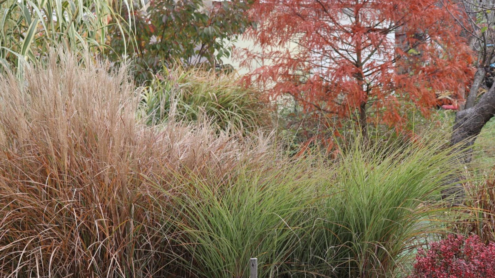 Самая-пресамая радикальная обрезка сада.