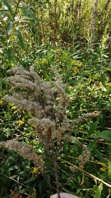 Ресурсные прогулки. Август 2024