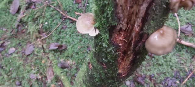 Грибы в ноябре. Вешенки в лесу.