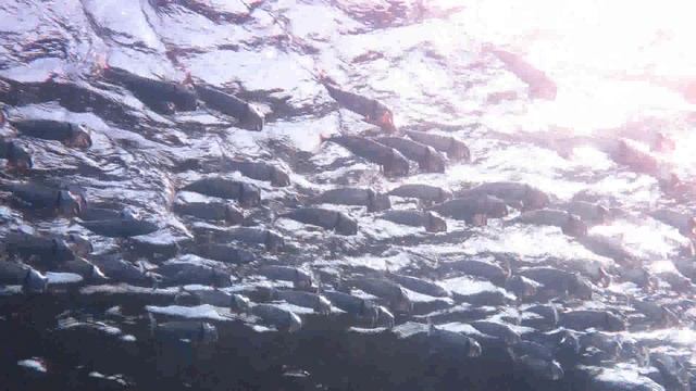 подводный мир