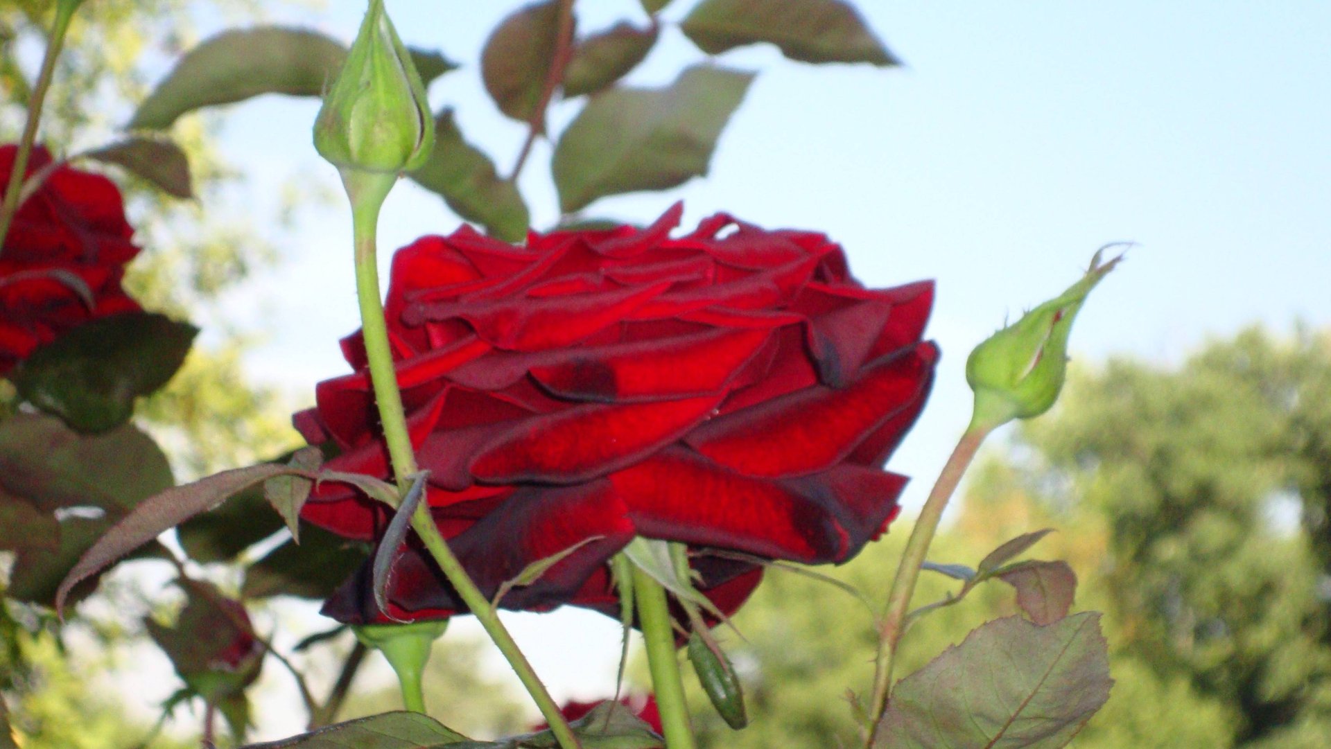 Крымские розы.