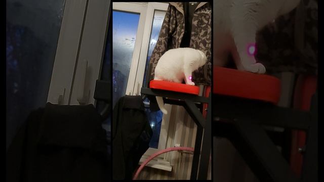 Милка играет на тренажёре