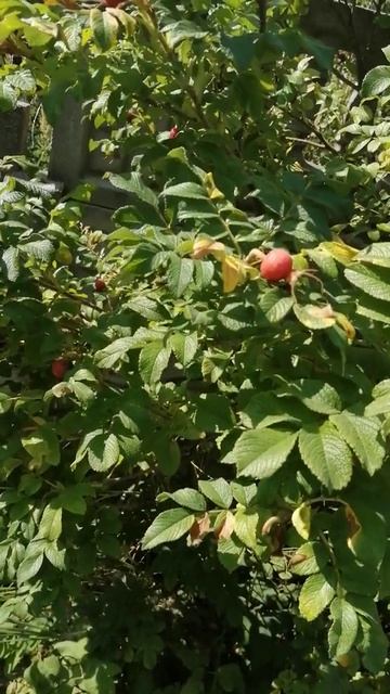 Ресурсные прогулки. Август 2024