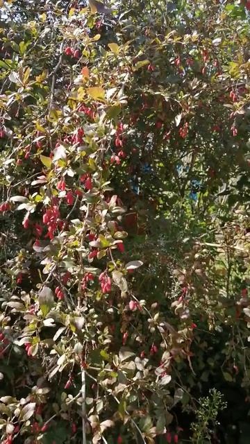 Ресурсные прогулки. Август 2024