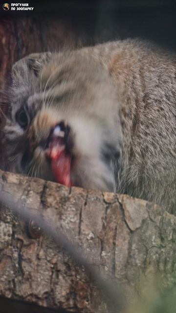 Манул Шу обедает под звук вертолета. Ленинградский зоопарк