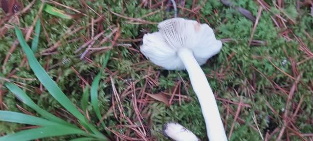 Грибы в ноябре. Рядовка серая штриховатая. Грибы Петушки.