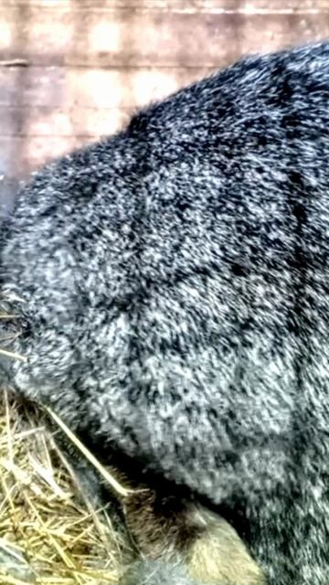 Крольчиха надирает с себя пух для гнезда