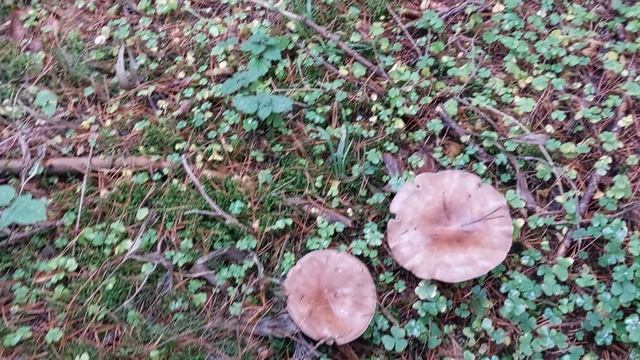 Грибы в ноябре. Рядовки фиолетоаые.