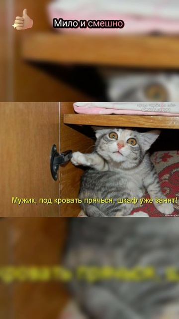 Смешные котики, без них жизнь скучна 👍😻#кот #мемы